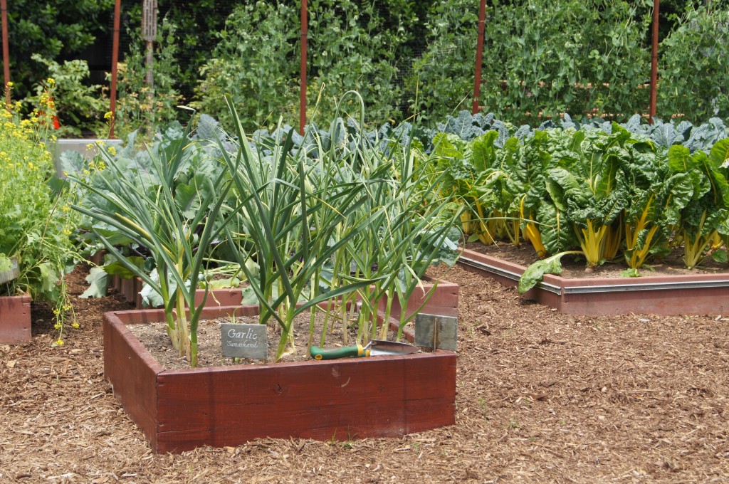 Healey School students return to White House for Kitchen Garden harvest